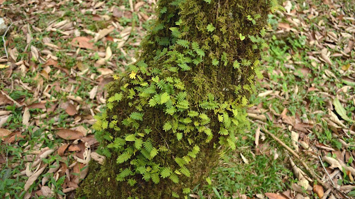 American Beech Tree Sapling: How to Grow & Care