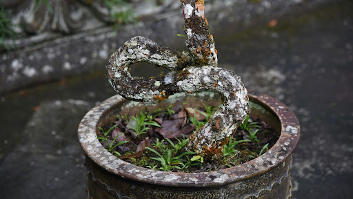 Pacific Madrone Bonsai Watering and Fertilizing