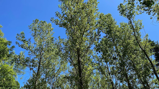 Where Do Birch Trees Grow in the US & Why Climate Matters