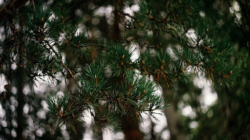 Types of Pine Trees in Oregon: Complete Identification
