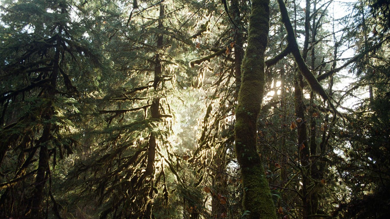 What Is the State Tree of Oregon and Why It Matters