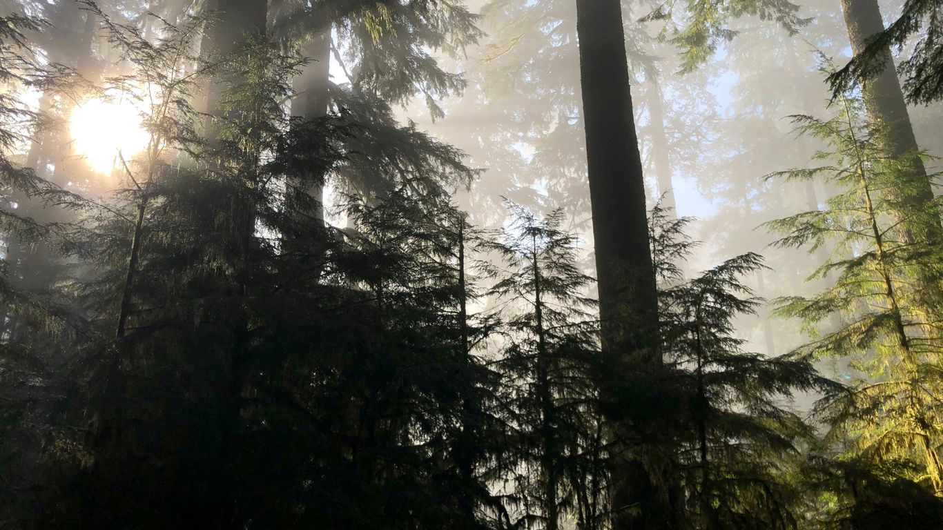 What Is the State Tree of Oregon and Why It Matters